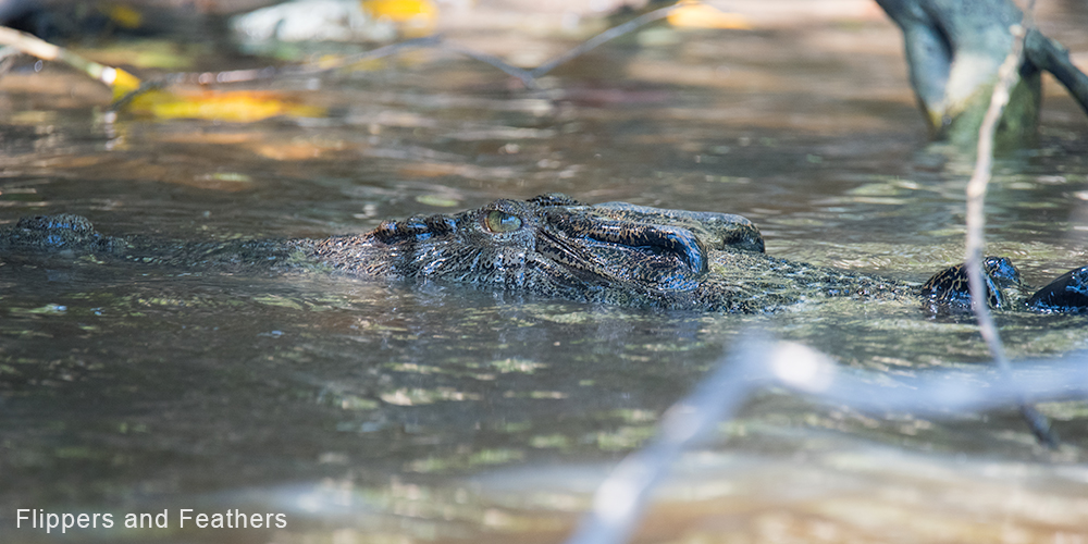 Tour Review: Solar Whisper (Daintree River, Queensland, Australia ...